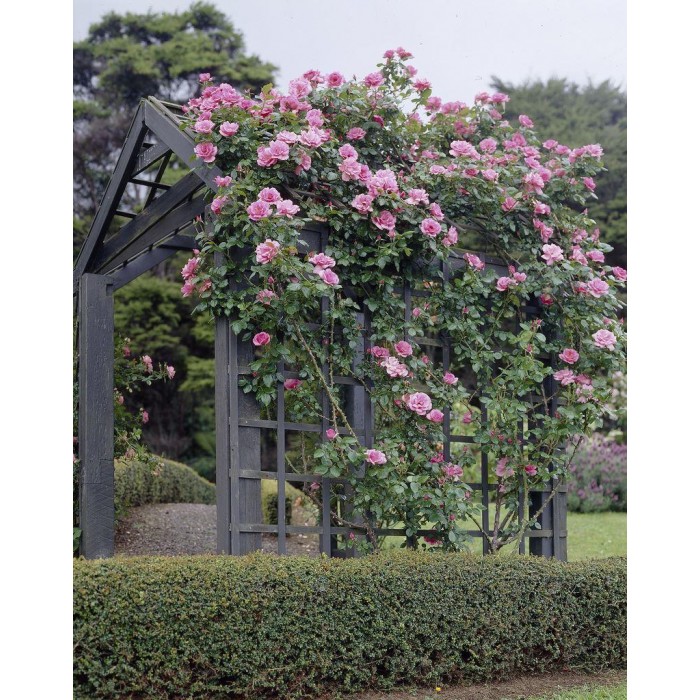 Large 5-6ft Specimen - Climbing Rose Bantry Bay