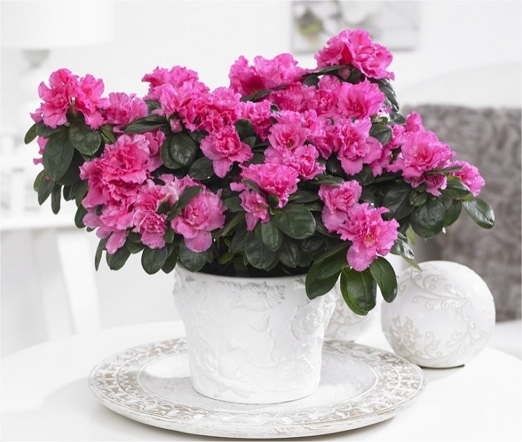 CHRISTMAS DEAL - Beautiful Azalea in Classic White Pot bursting in to bloom