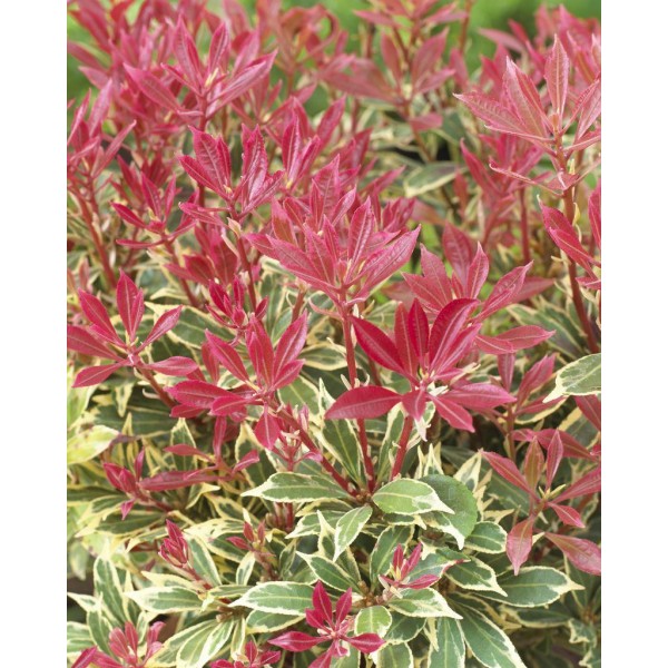 Pieris shrubs for sale | Buy Pieris plants online UK delivery