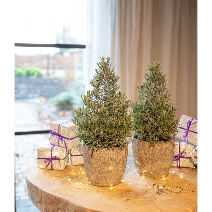 Pair of Lavender Christmas Trees
