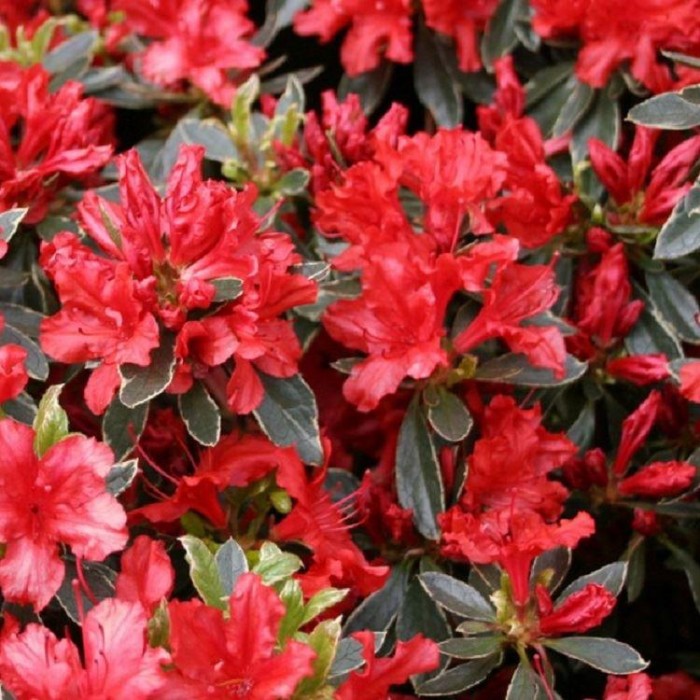 Azalea japonica Hotshot Variegata