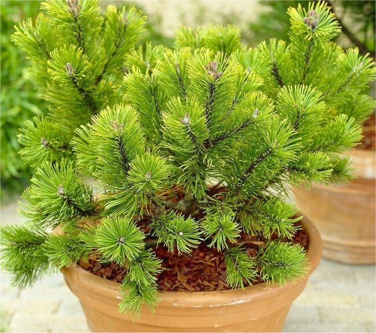 Pinus mugo Winter Gold - Dwarf Golden Mountain Pine - LARGE SPECIMEN