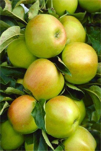 APPLE TREE - Multi-Variety Fruit Tree - APPLE - 5 varieties on one Tree!