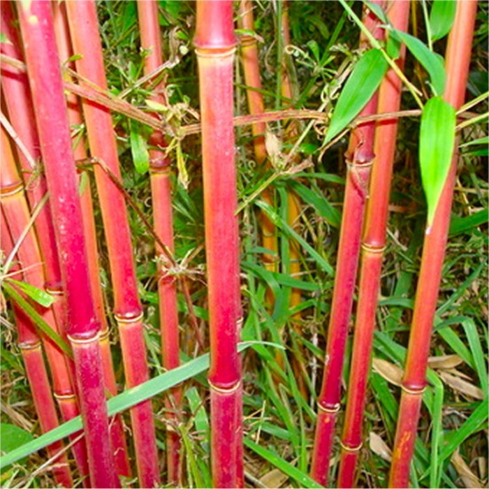 Bamboo RED PANDA - Red Stem Umbrella Bamboo