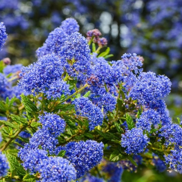 Ceanothus shrubs for sale | Buy Ceanothus plants UK delivery