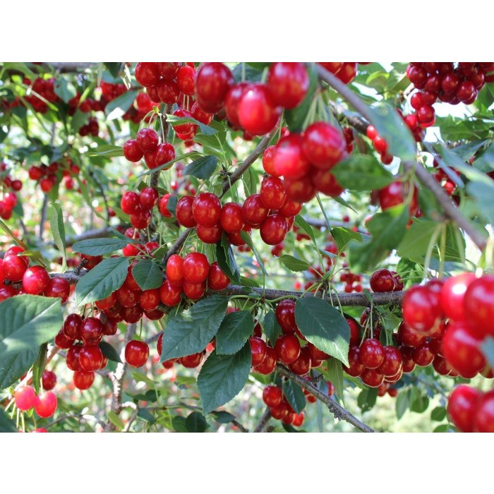 CHERRY TREE - Lucky Dip Lost Label Variety