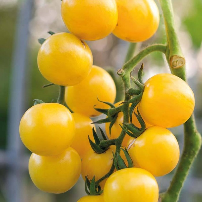 Traditional Tomato Collection - Pack of SIX Plants