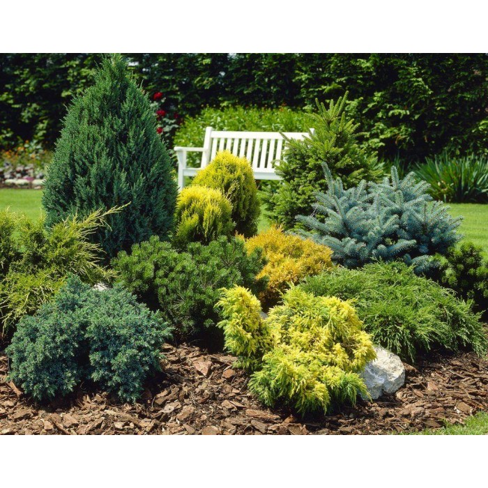 Dwarf Slow Growing Conifers - Collection of 5 Different Contrasting Plants