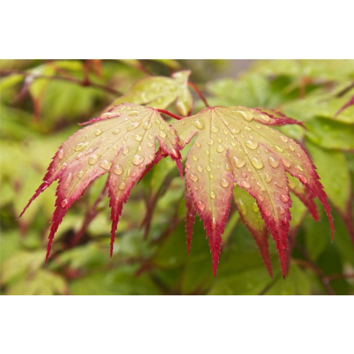 Acer palmatum Tsuma-gaki - Rare Japanese Maple - Large Plant