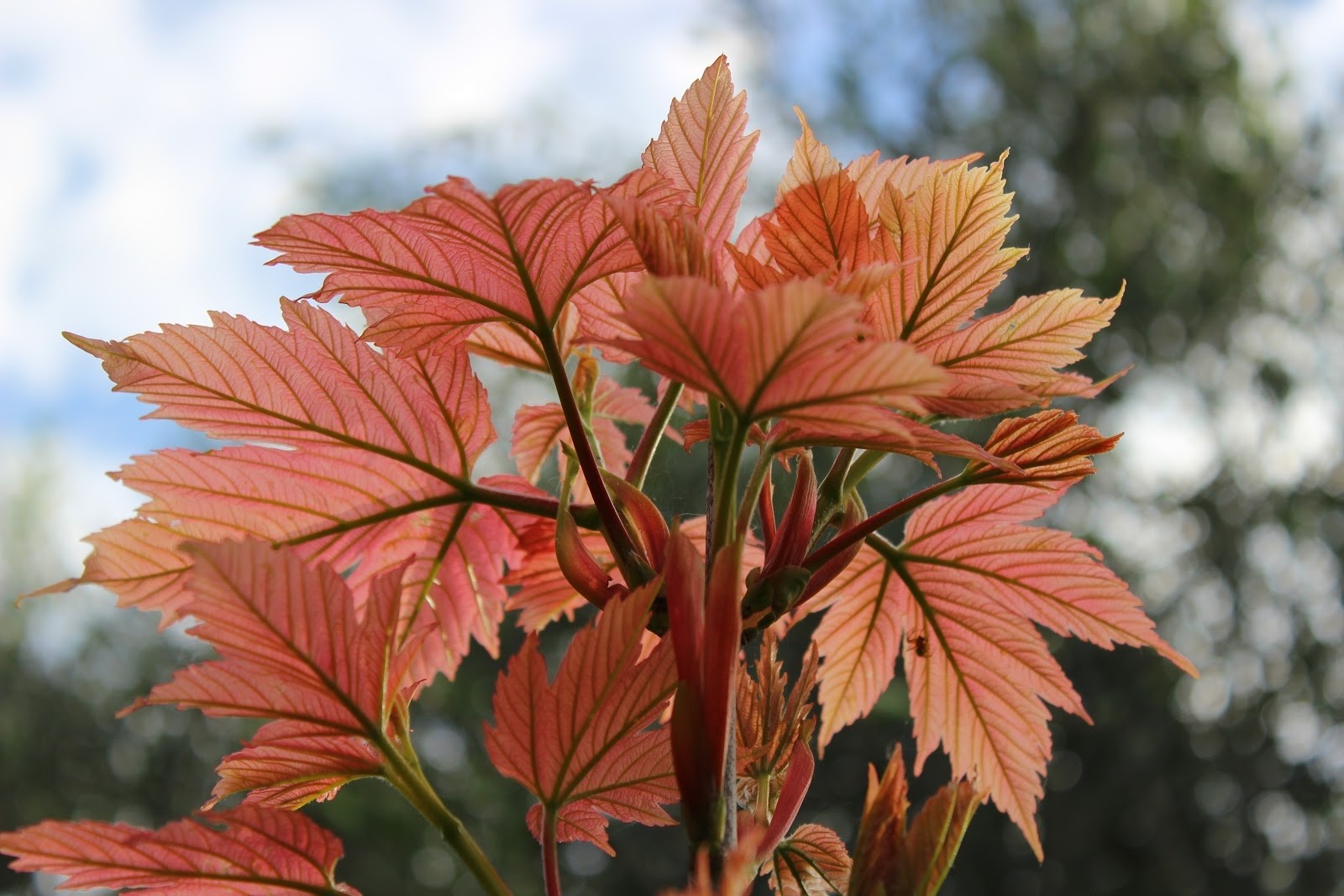 SPECIAL DEAL - Acer pseudoplatanus Simon-louis Freres - Variegated ...