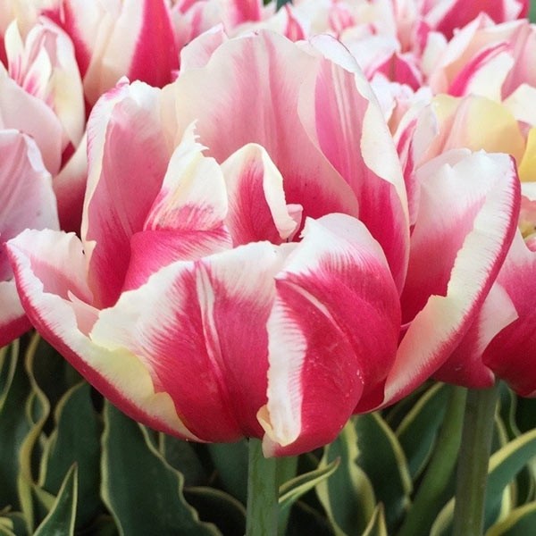 Tulip Toplips