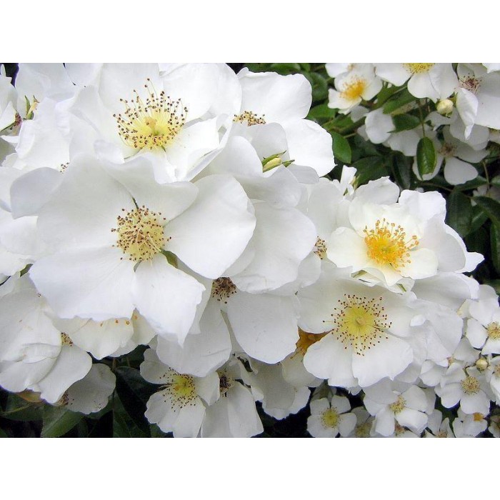 Rose Wedding Day - Climbing Rose - Rambling Wedding Day