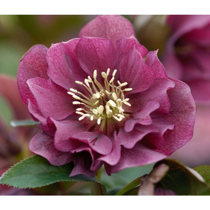 Connoisseur Helleborus Plants Collection - Pack of FIVE Double Ellen ...