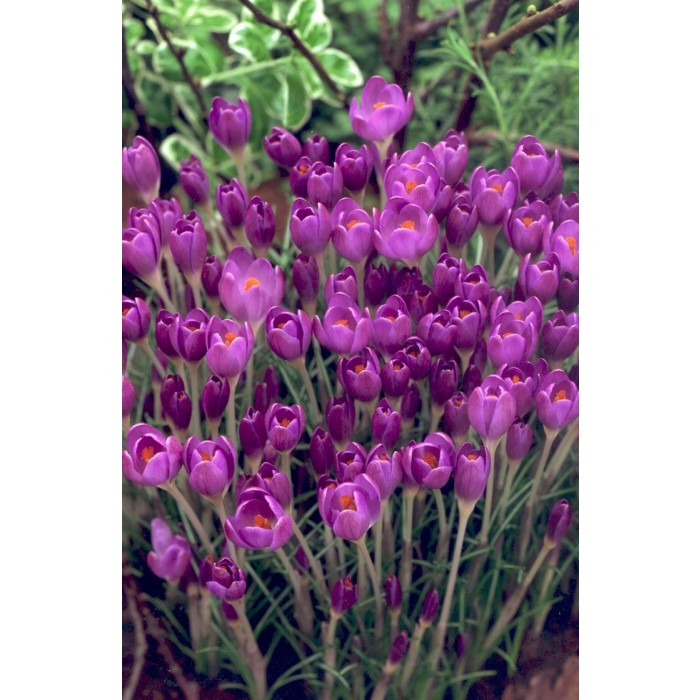 Crocus etruscus Zwanenburg - Pack of 10