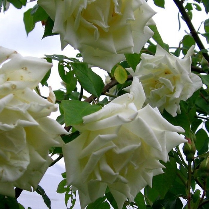 Large 6-7ft Climbing Rose Herbert Stevens