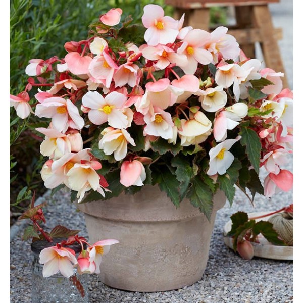 Begonia fimbriata Pink