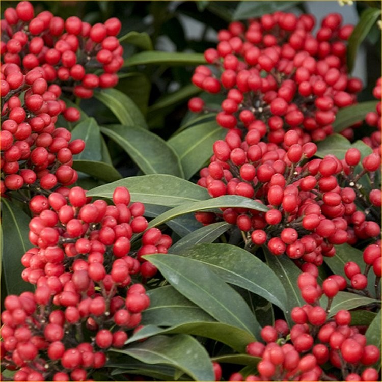 Skimmia japonica Reevesiana