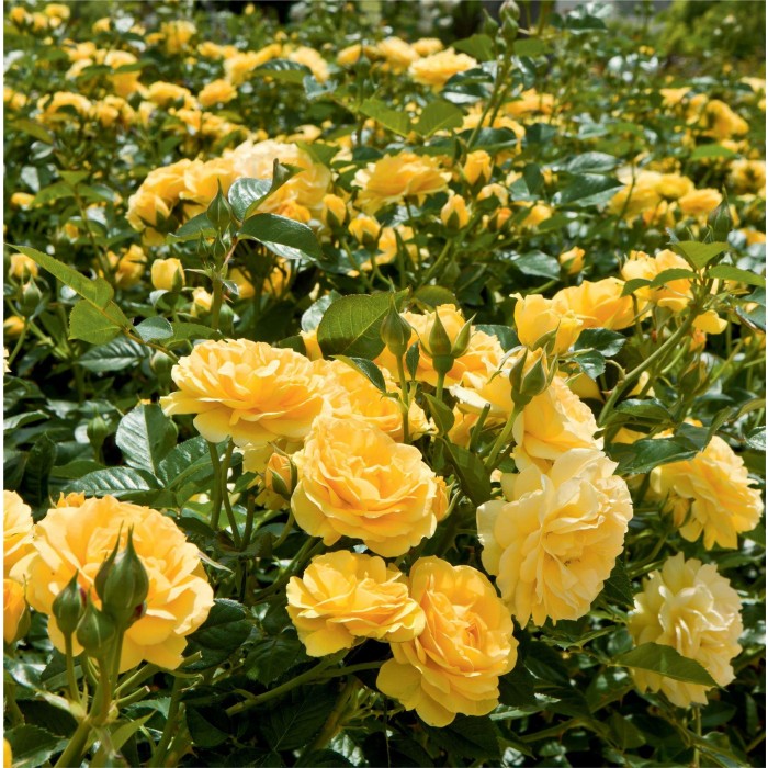 Rose Absolutely Fabulous - Floribunda Rose