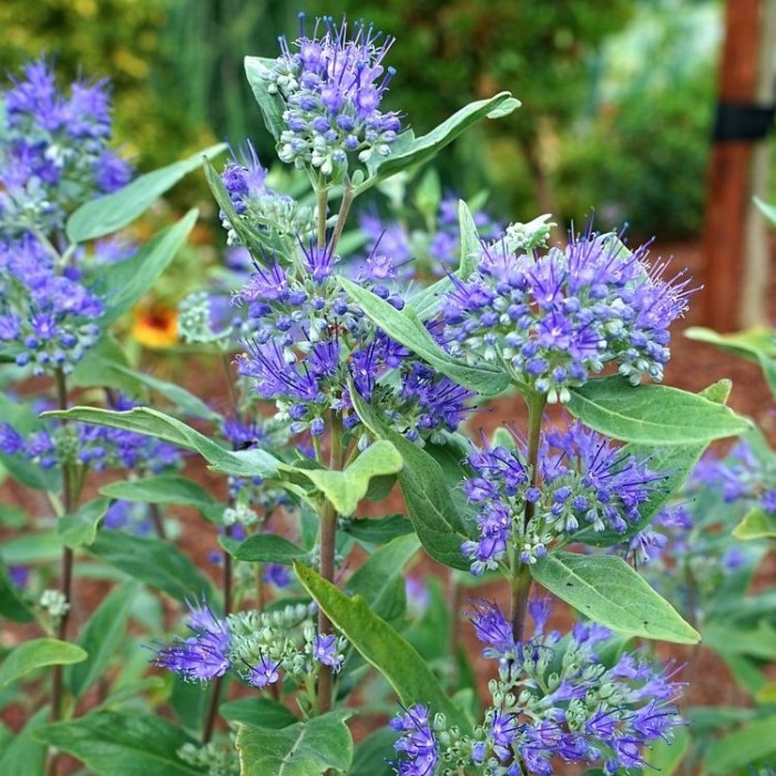 Caryopteris x clandonensis Thetis