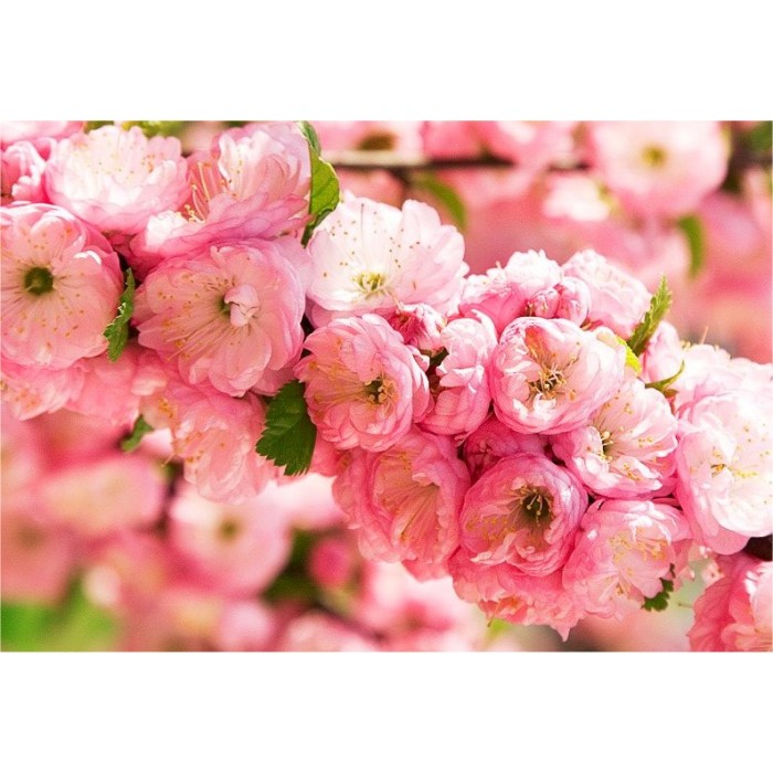 Prunus triloba - 5-6ft Double Flowering Cherry-Almond TREE