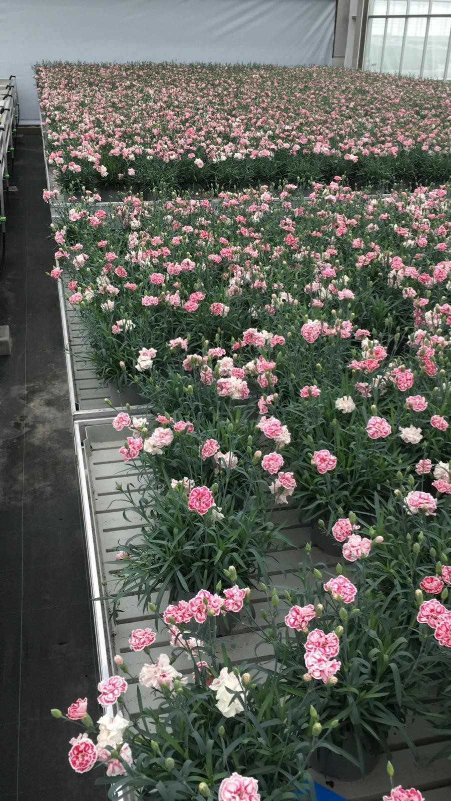 Dianthus caryophyllus Capitan Marco - Scented Picotee Bicolour ...