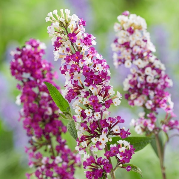 Buddleia shrubs for sale | Buy Buddleia plants UK delivery