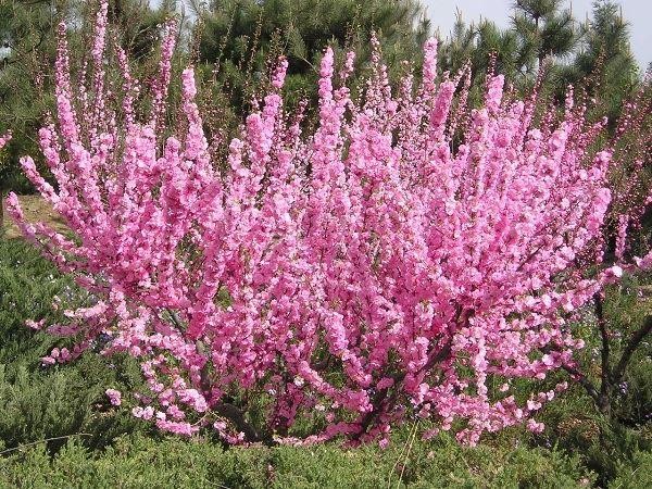 Prunus triloba 'Rosemund' - Compact Double Flowering Cherry-Almond SHRUB