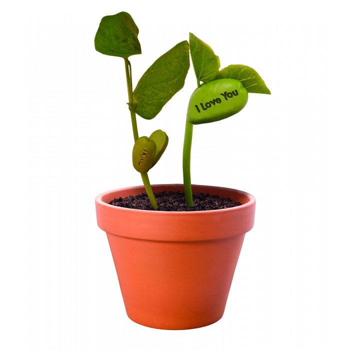 SPECIAL DEAL - Grow Your Own Magic Message Bean - Perfect Gift!