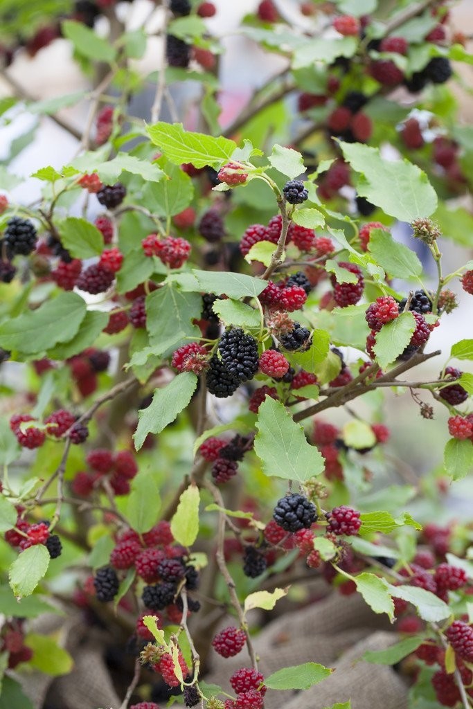 Black Mulberry Patio Tree - Morus rotundiloba Mojo Berry circa 100cms