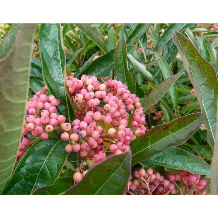 Viburnum nudum Pink Beauty - LARGE SPECIMEN