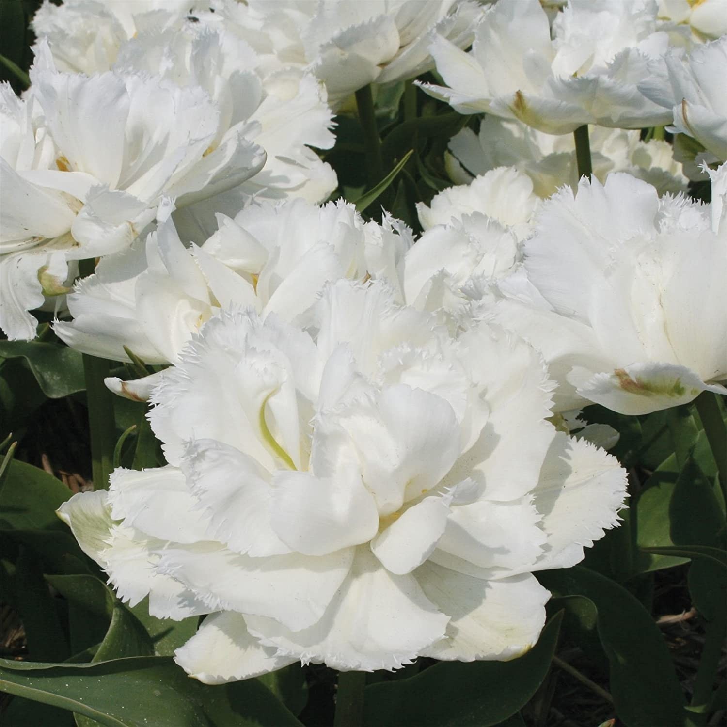 Double White Peony Flowered Tulips Grobina - 10 Bulbs