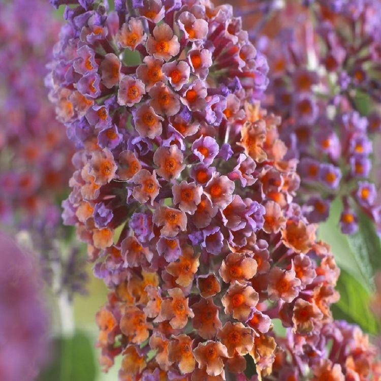 WINTER SALE - Buddleja Bicolour - Butterfly Bush Buddleia × weyeriana ...