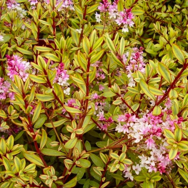 Hebe plants for sale | Buy Hebe shrubs UK delivery