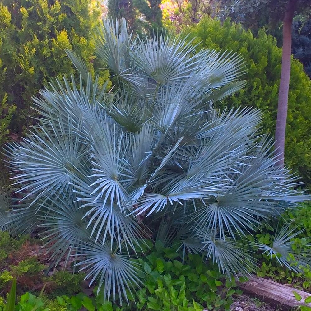 Chamaerops humilis Cerifera - Blue Mediterranean Fan Palm plants