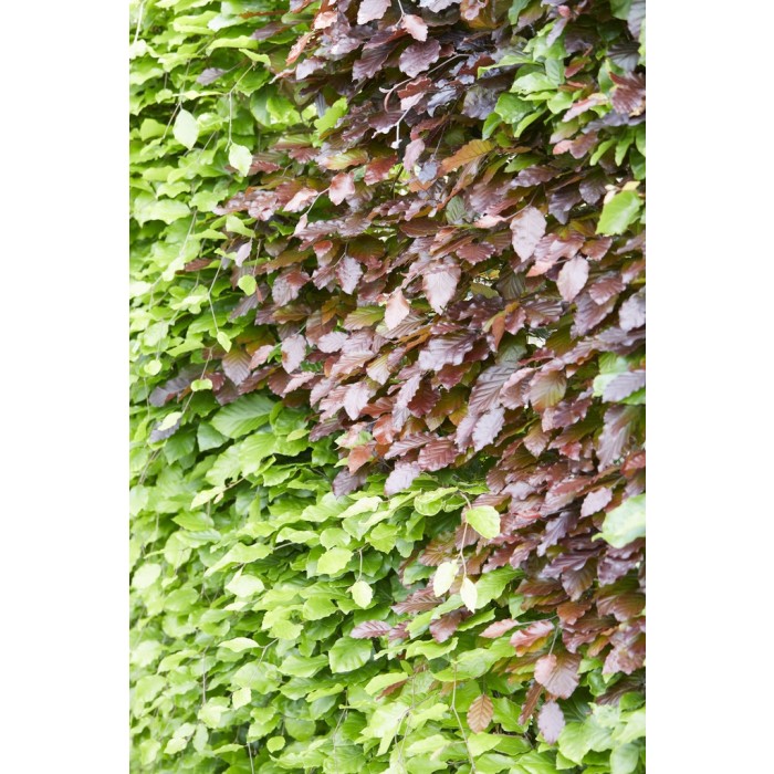 Fagus Sylvatica - Common Beech - Hedging - Large