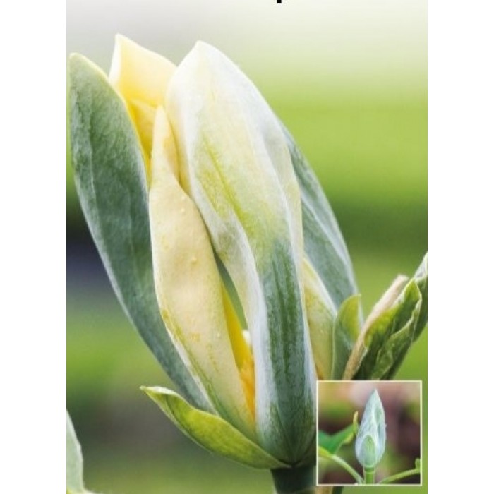 Magnolia acuminata Blue Opal - Blue Budded Tulip Tree