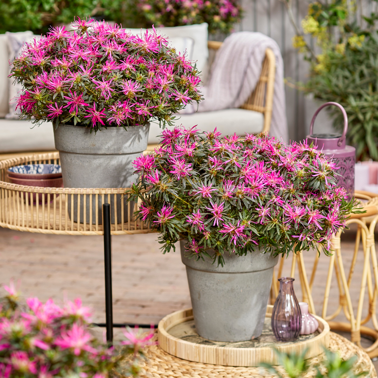 Azalea japonica Star Style 'Lilac'