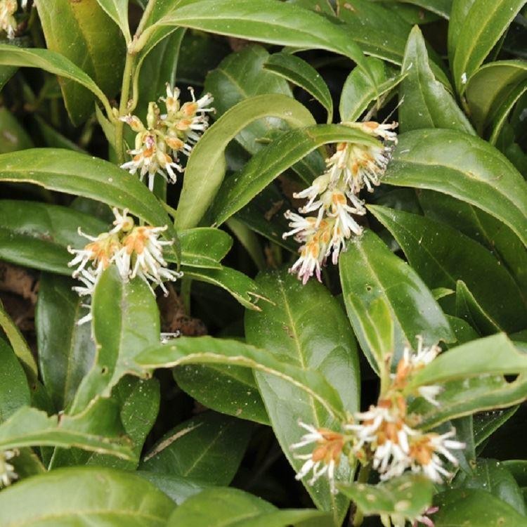 Sarcococca hookeriana humilis - Fragrant Sweet Box