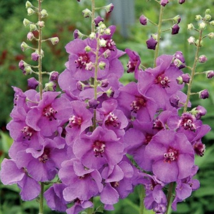 Verbascum Sugar Plum