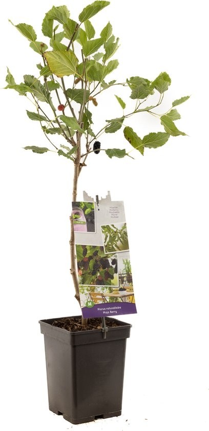 Black Mulberry Patio Tree - Morus rotundiloba Mojo Berry circa 100cms