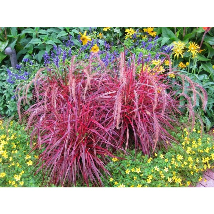 Pennisetum setaceum 'Fireworks' - Multi-colour Fountain Grass
