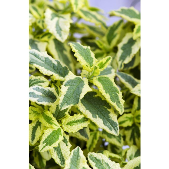 Cistus hybridus Little Miss Sunshine