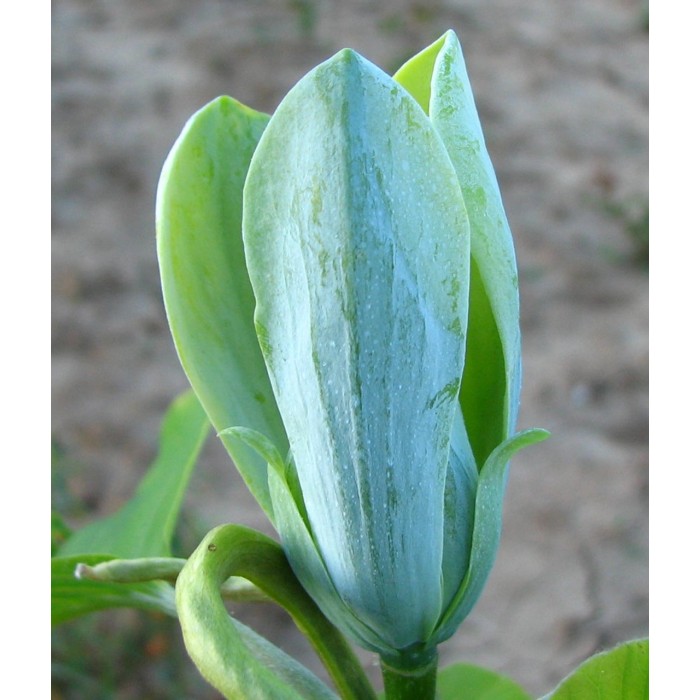 Magnolia acuminata Blue Opal - Blue Budded Tulip Tree