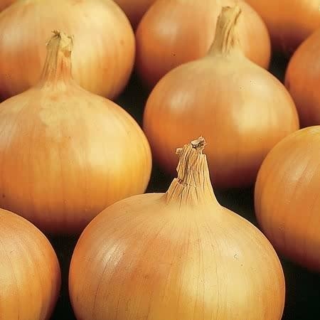 Onions Sturon - Yellow Onion - Pack of 50