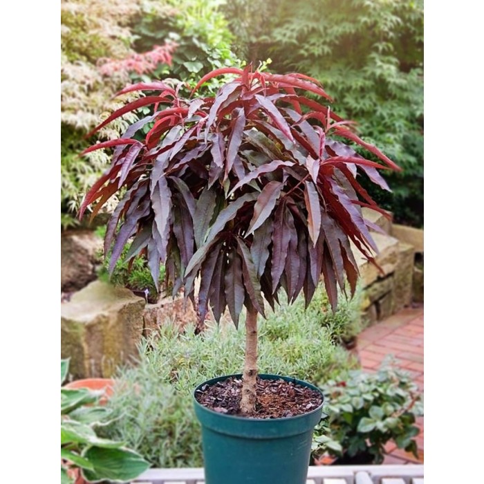 Crimson Bonfire - Red leaf Patio Peach Tree - Amazing Red leaved ...