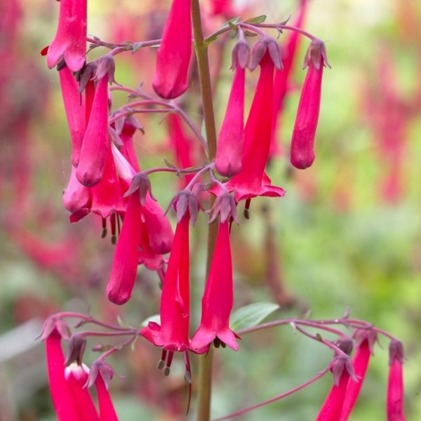 Fuchsia shrubs for sale UK | Fuchsia plants UK delivery