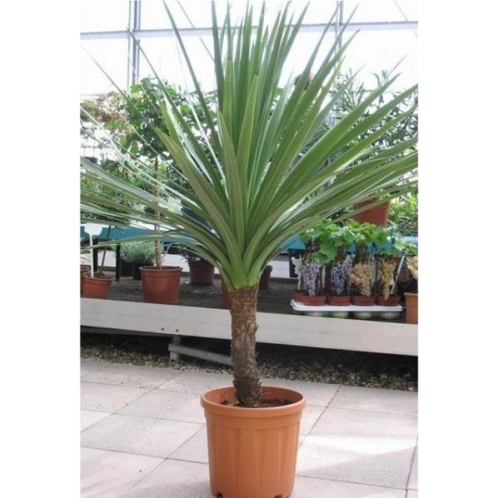 Cordyline australis - GIANT EXTRA LARGE 5-6ft Specimen Palm