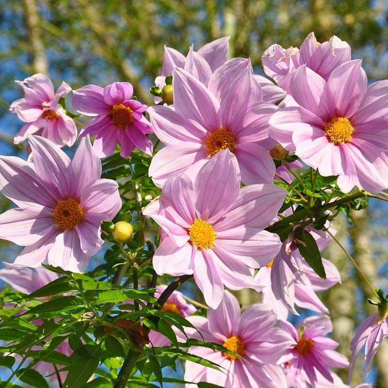 Imperial Tree Dahlia - Dahlia Imperialis Pink Flash - Majestic 2m ...
