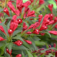 Weigela shrubs for sale | Buy Weigela plants UK delivery