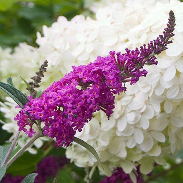 Buddleja davidii Pink Panther - Buddleia - Butterfly Bush